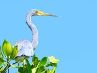 Birds Information | Bird Identification | Bird Species | Fowl Obsession