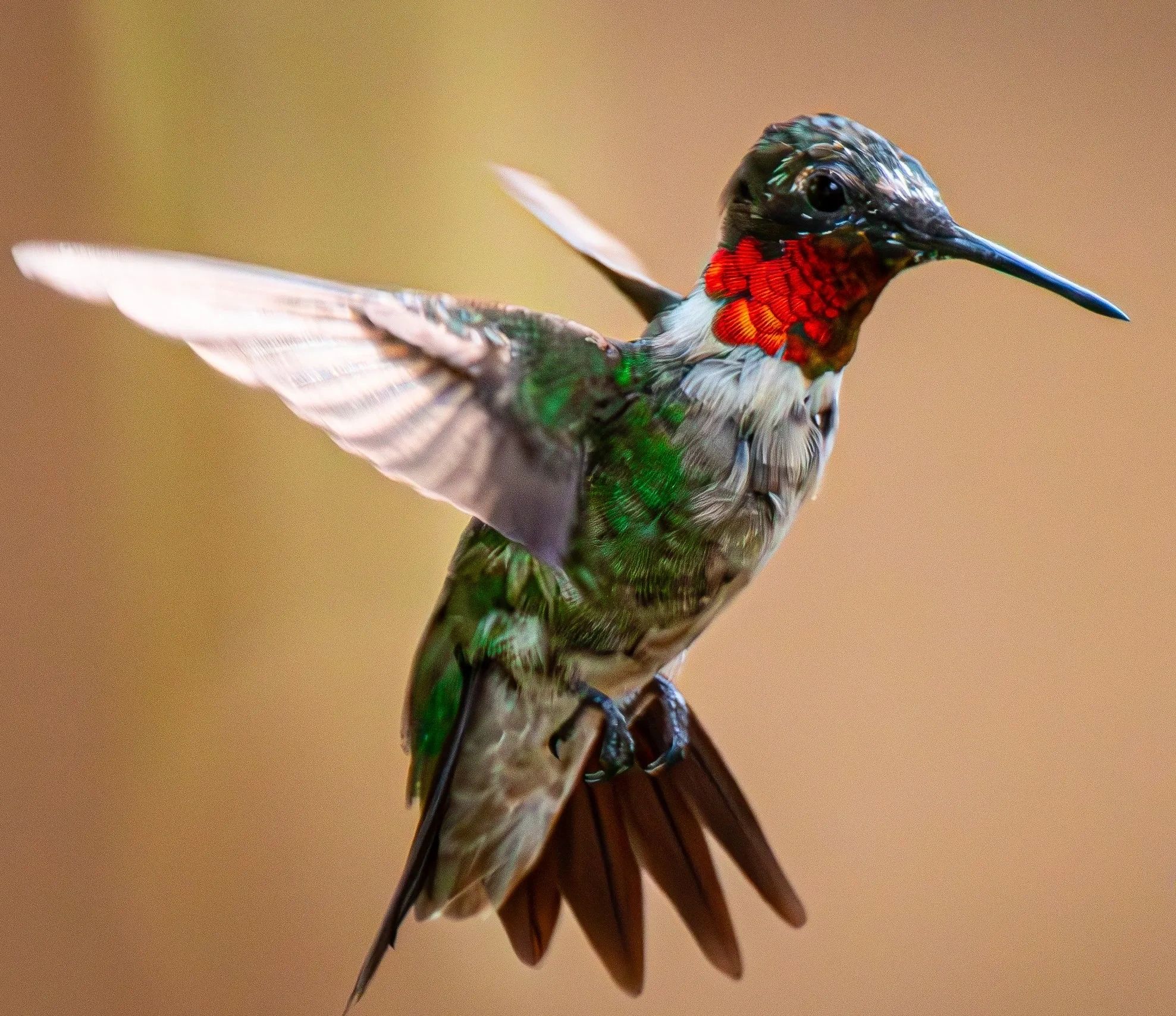 Ruby-throated Hummer Migration