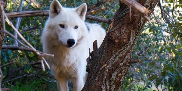 Wolf Education Project