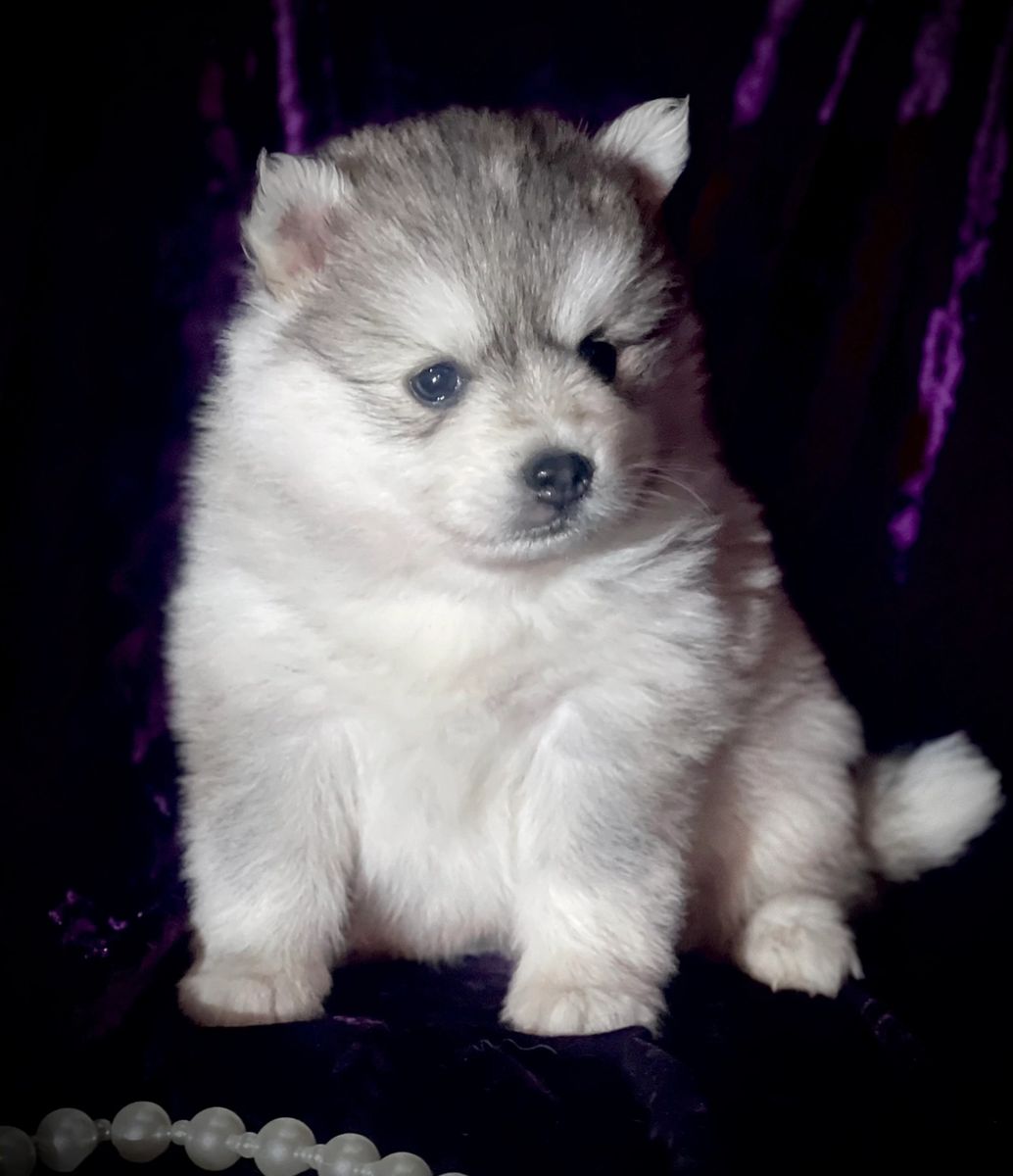 F1 Pomsky Puppy Kona