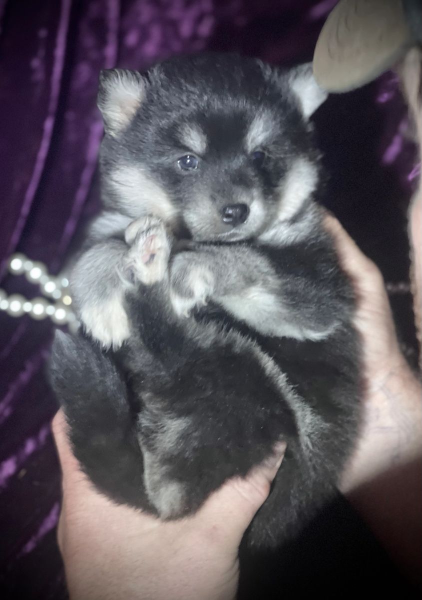 F1 Pomsky Toy Male Wooly Puppy