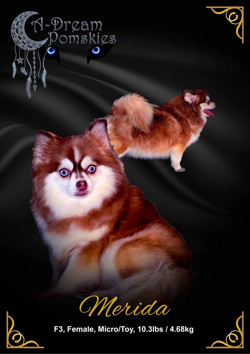 Fully trained F3 toy adult female