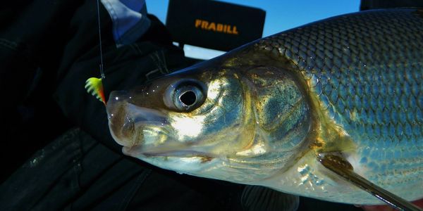 Lake Simcoe Fishing Guide - SR Fishing