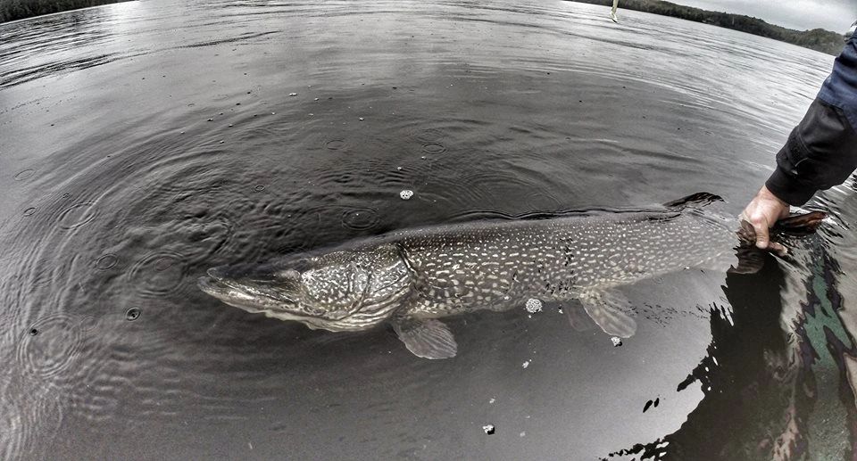 Lake Simcoe Fishing Guide - SR Fishing