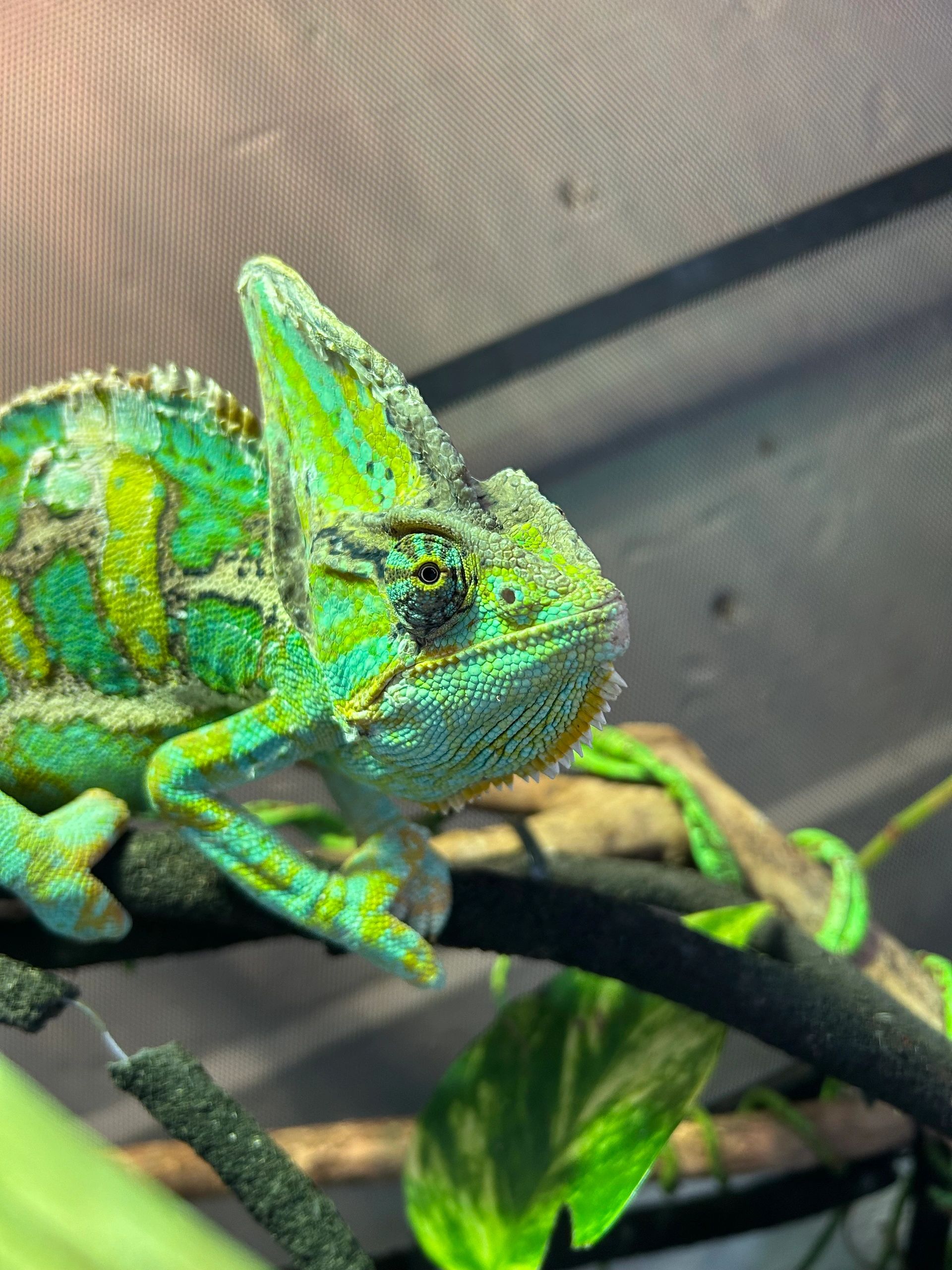 Northern Ireland Exotic Sanctuary- Reptile Rescue