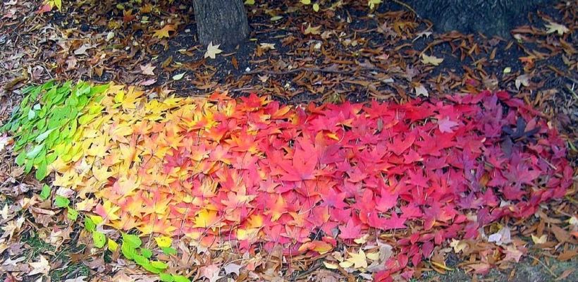 Andy Goldsworthy Fall Leaves
