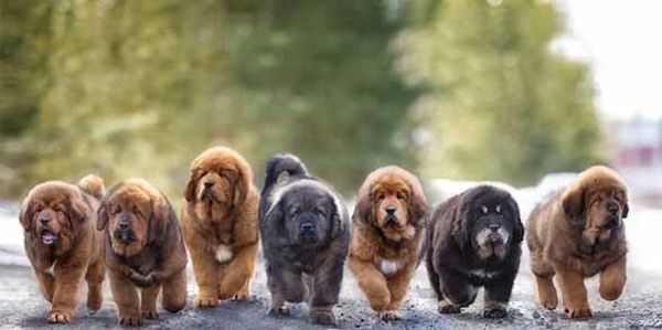MiamiValleyKennel