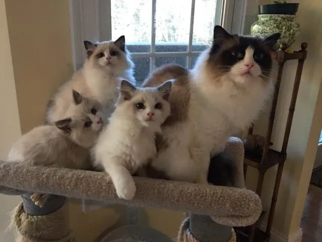Quality Ragdoll Kittens for Sale | Nh Ragdolls Cattery