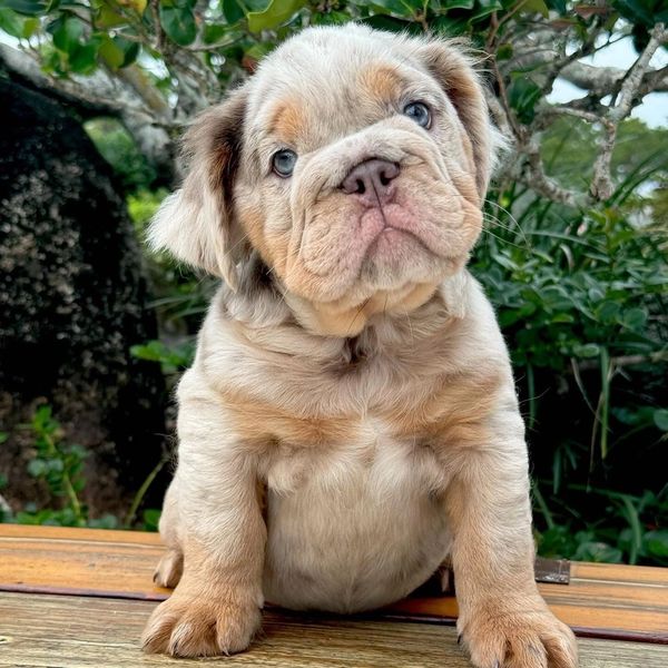 BULLDOG PUPPIES AVAILABLE
