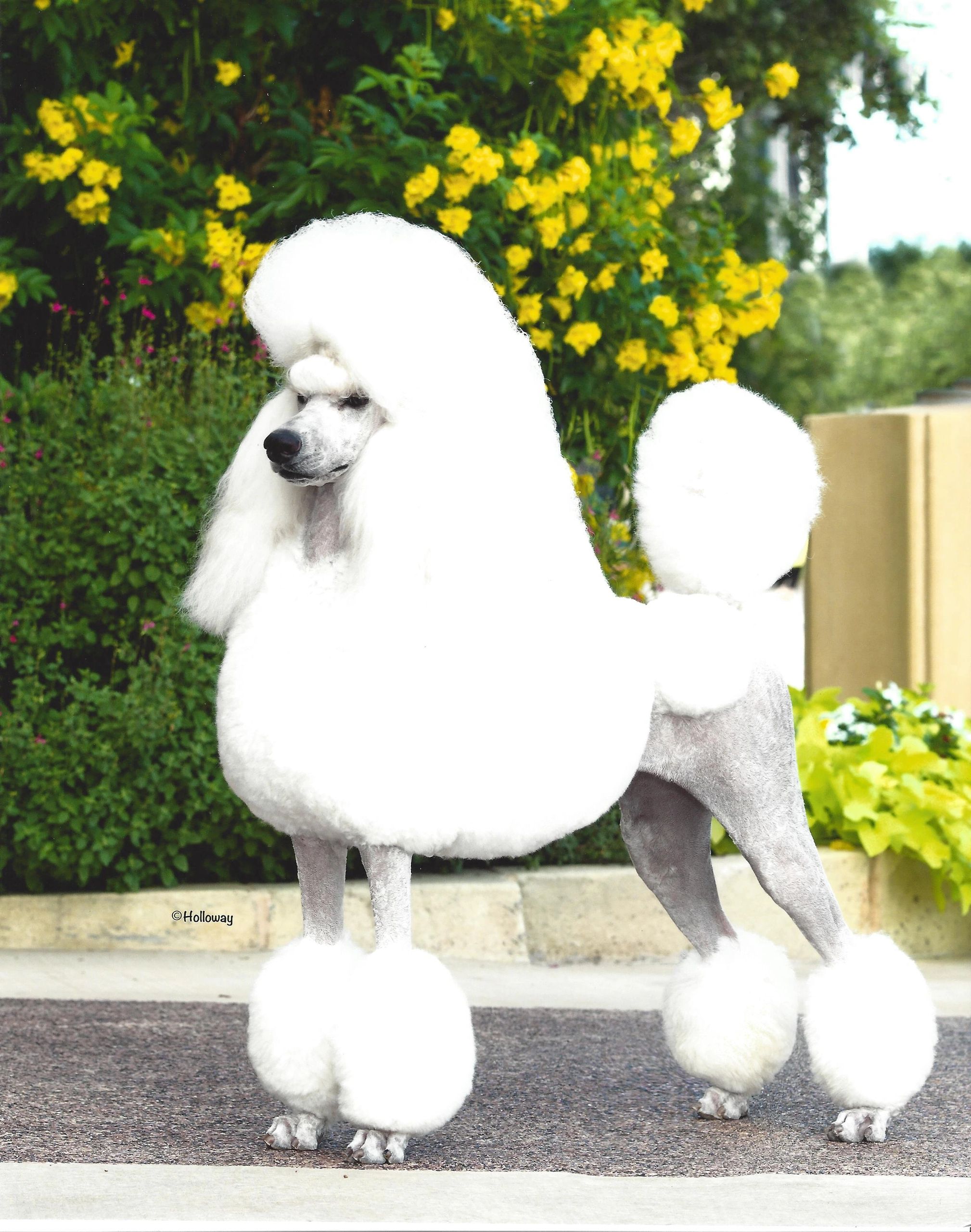 Our Standard Poodles | Donnchada Poodles