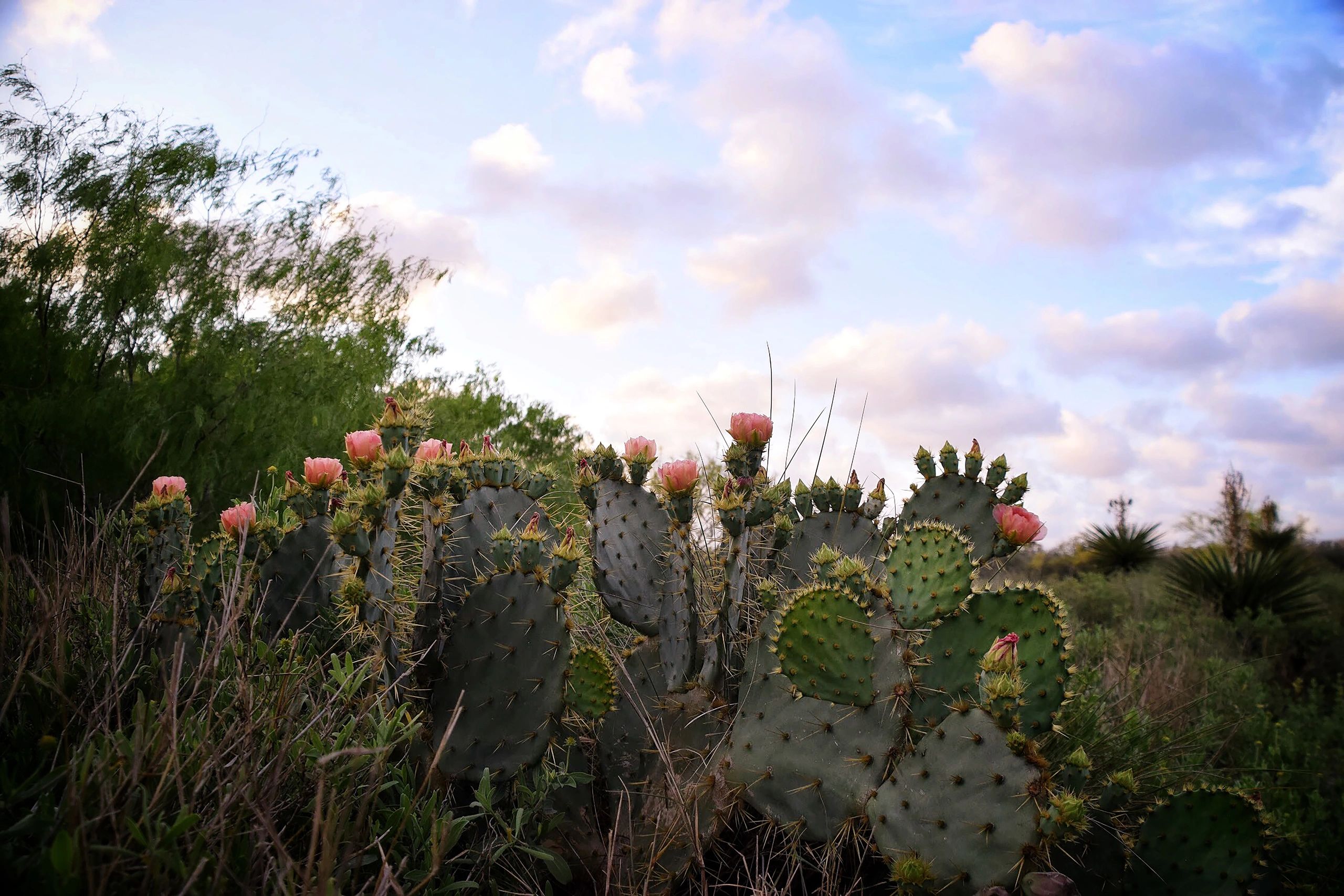 Texas Roots Photography - Texas Photography, Photography