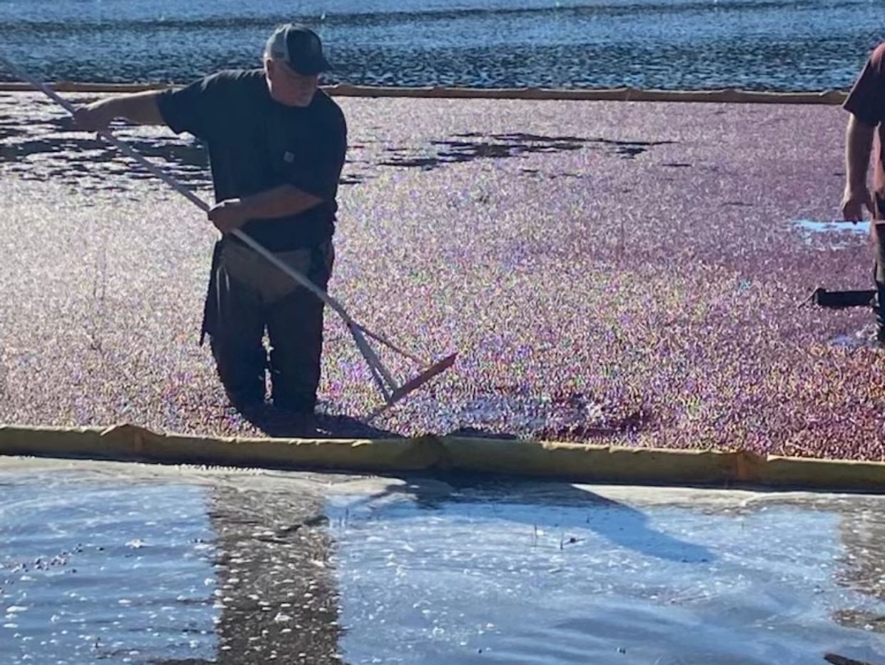 Home | Halls Cape Cod Cranberries