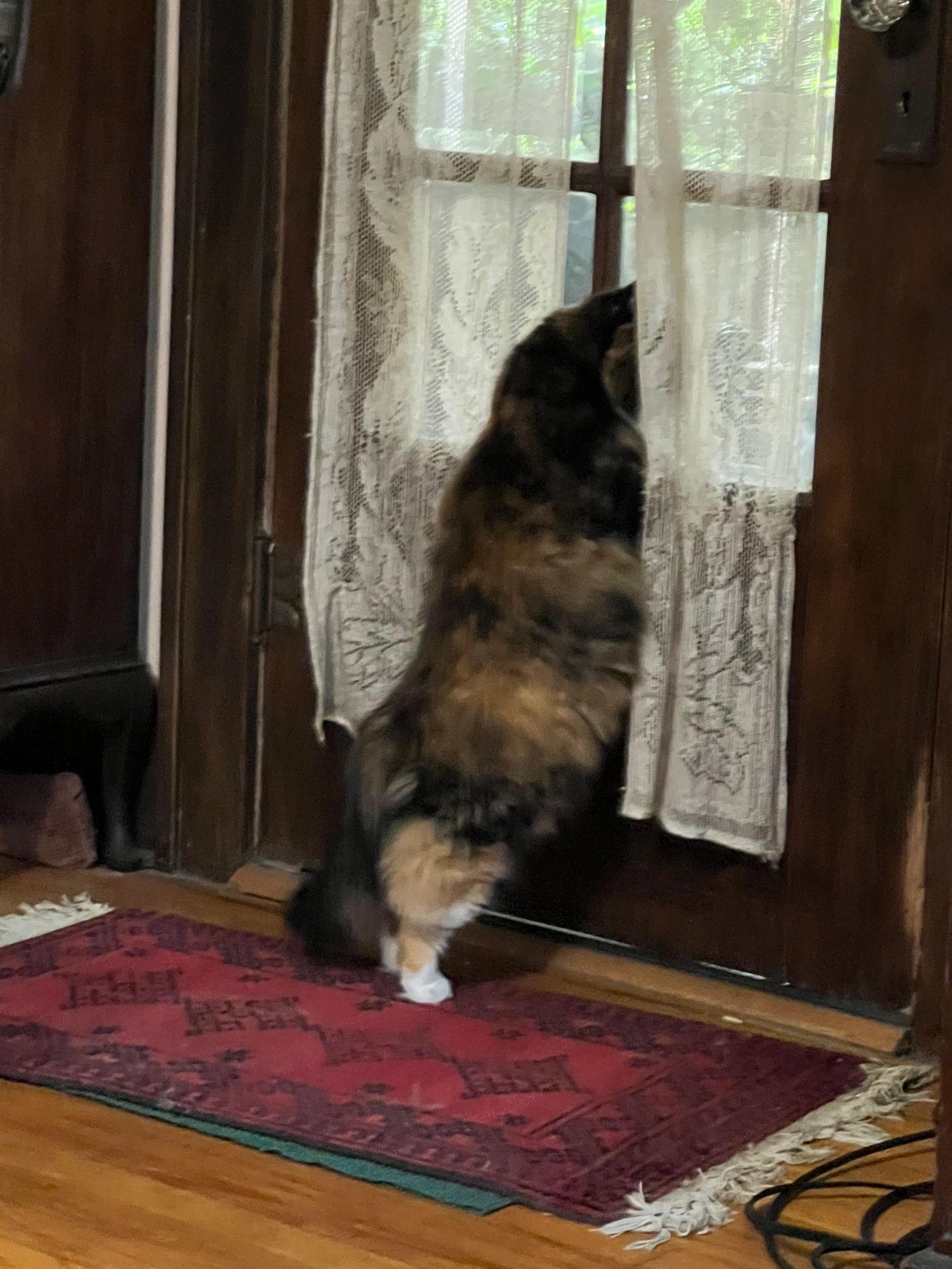 Spending Time with a “Normal” Cat.