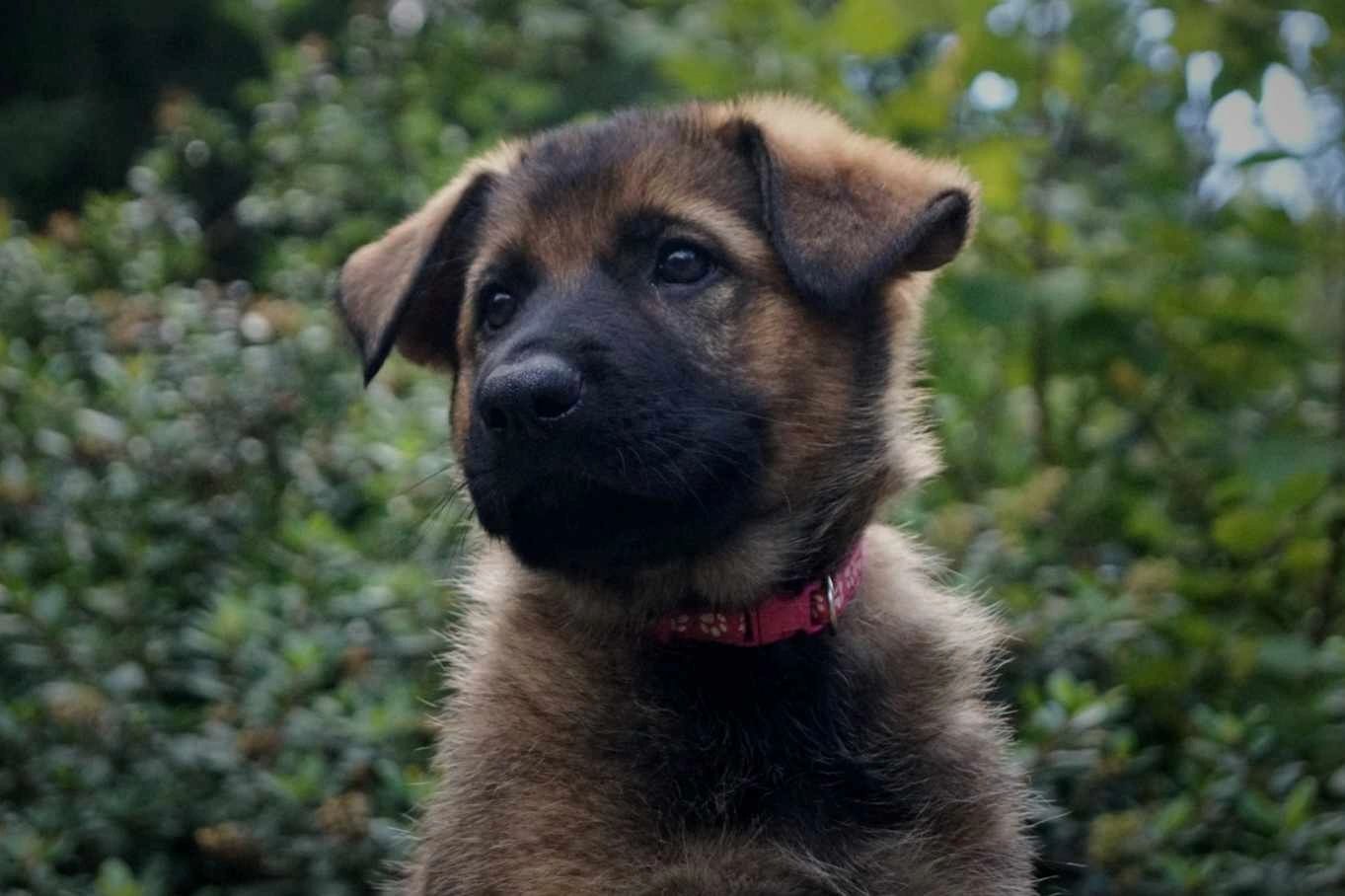 What to Expect: Milestones in Your German Shepherd’s First Year