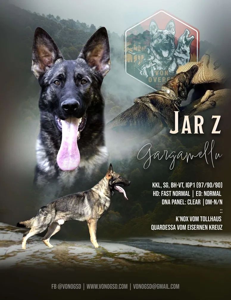 Understanding German Shepherd Ratings and Titles