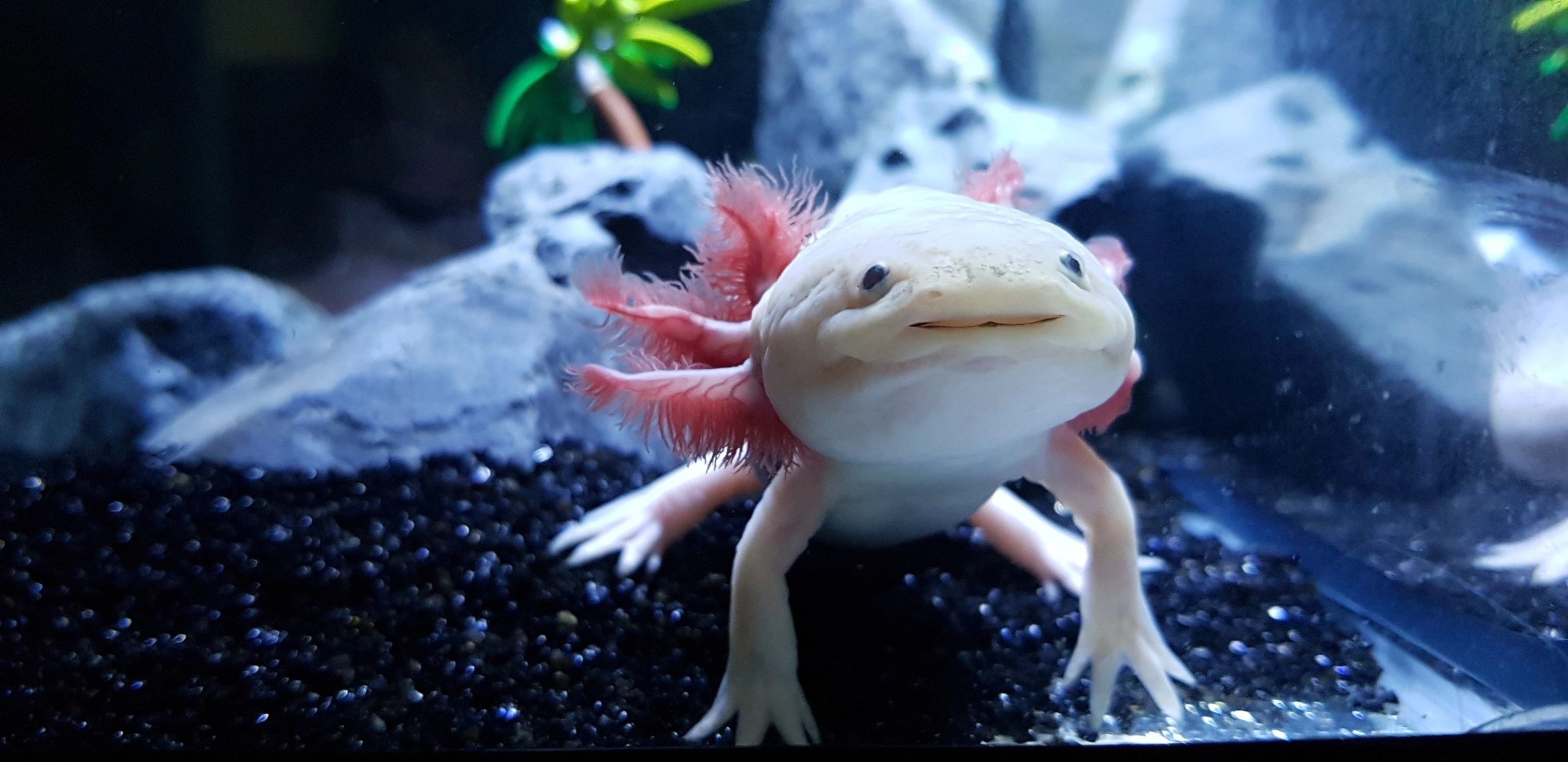 axolotlfoundation.com
