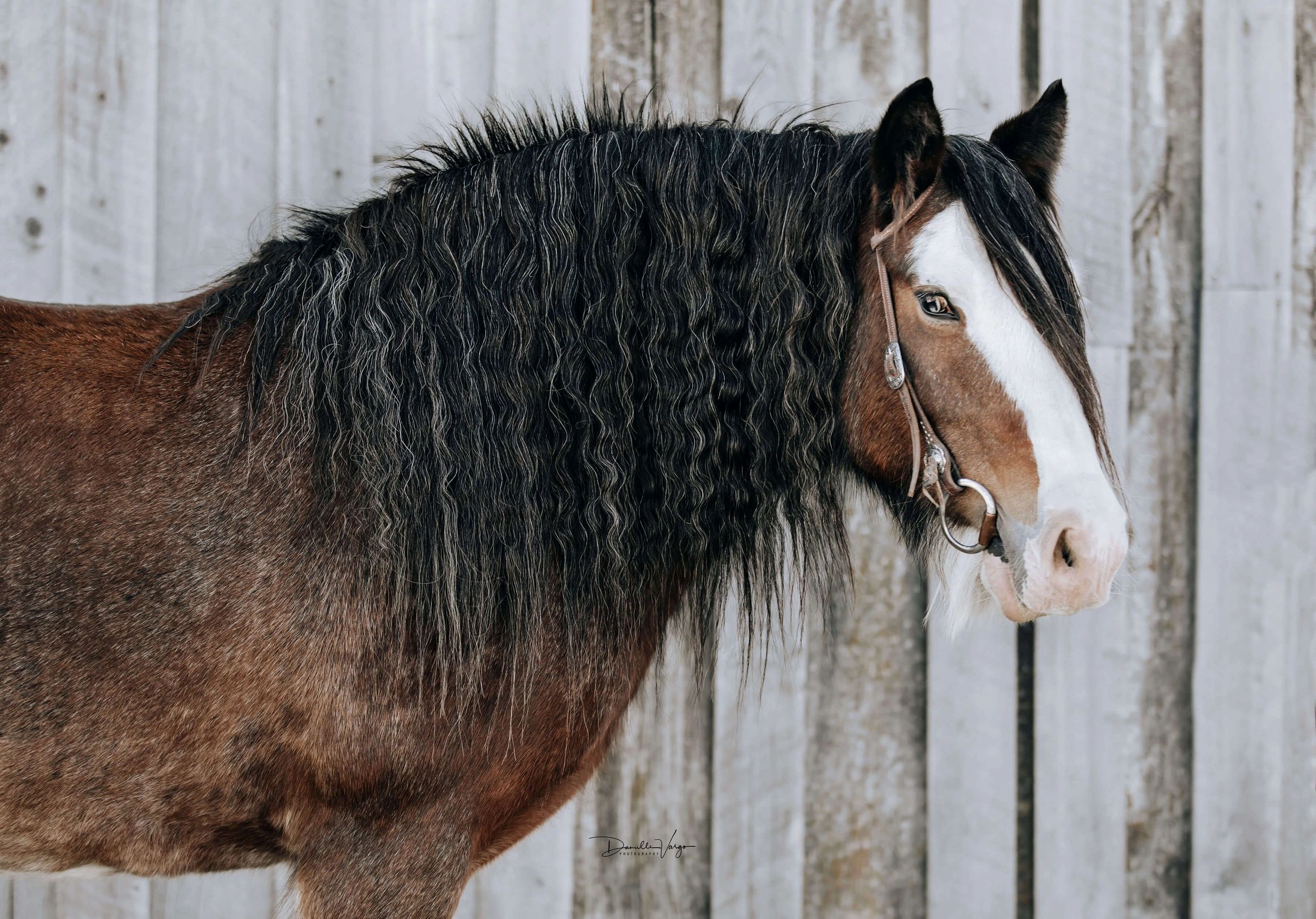 Gypsy Vanner Foals