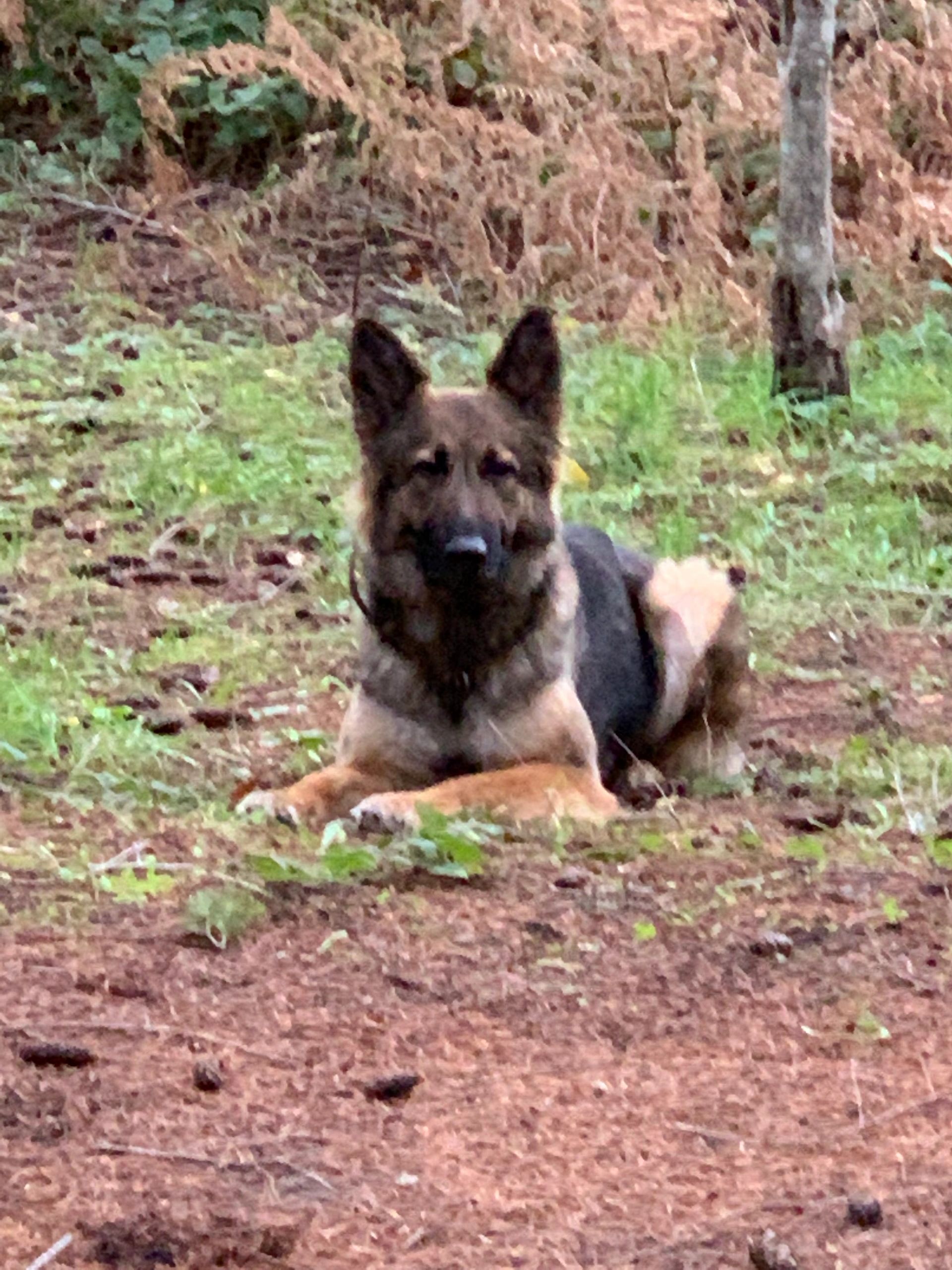 Haus Byerly German Shepherds - Home