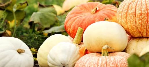 Gallery | Fallbrook Farms