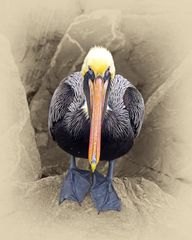 More Birds | I Spy Photography