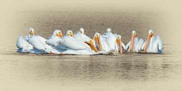 More Birds | I Spy Photography