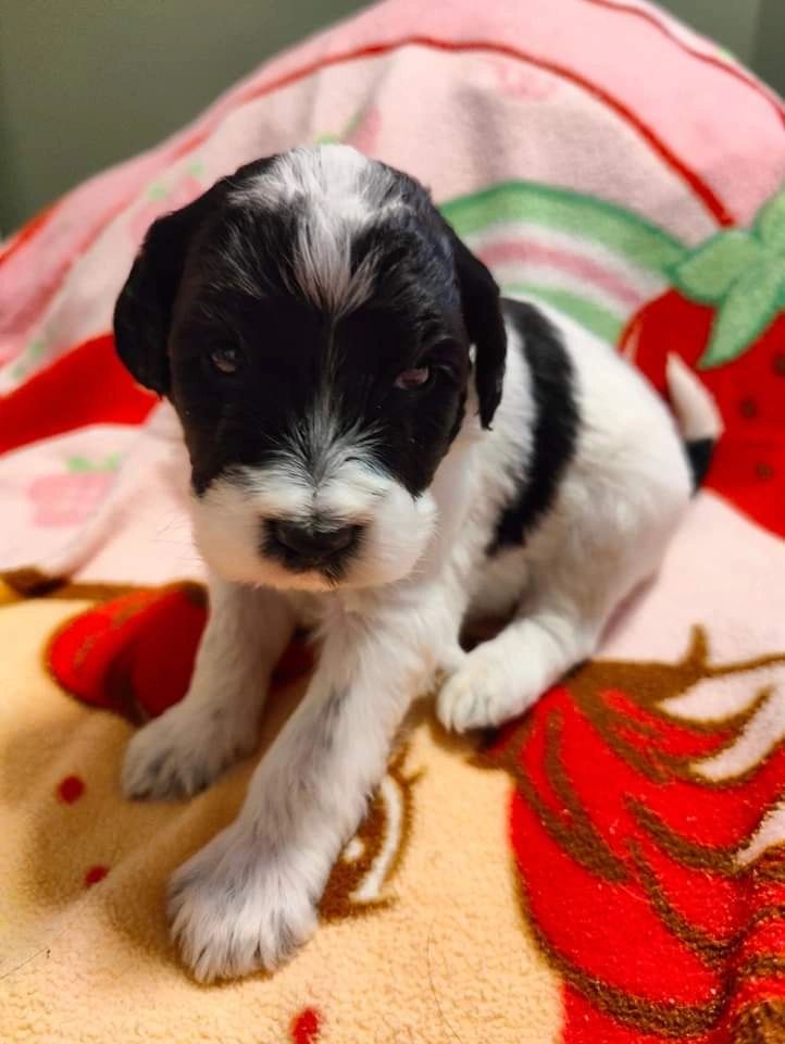 Are Cavapoos Tails Docked