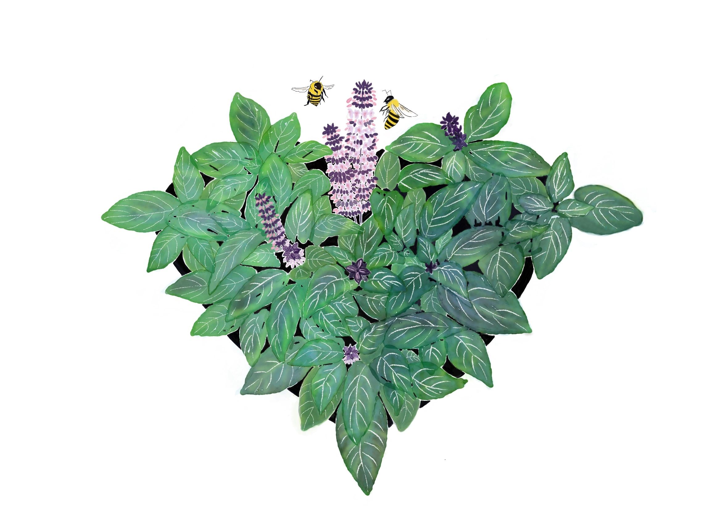 Unique basil seeds specializing in downy mildew resistance