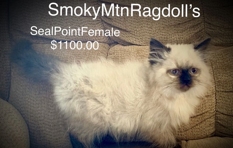 SmokyMtnRagdoll's - Ragdoll Cats, Ragdoll Kittens, Ragdoll Cats