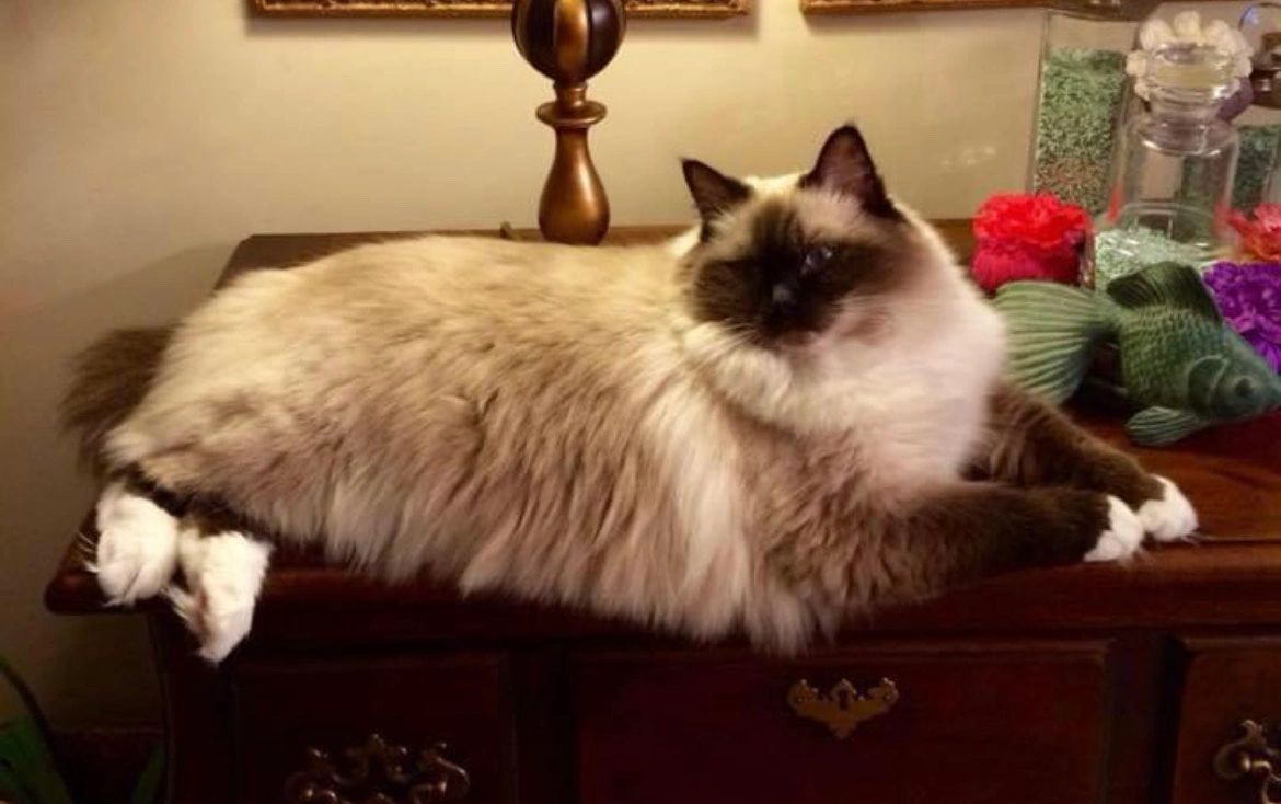 SmokyMtnRagdoll's - Ragdoll Cats, Ragdoll Kittens, Ragdoll Cats