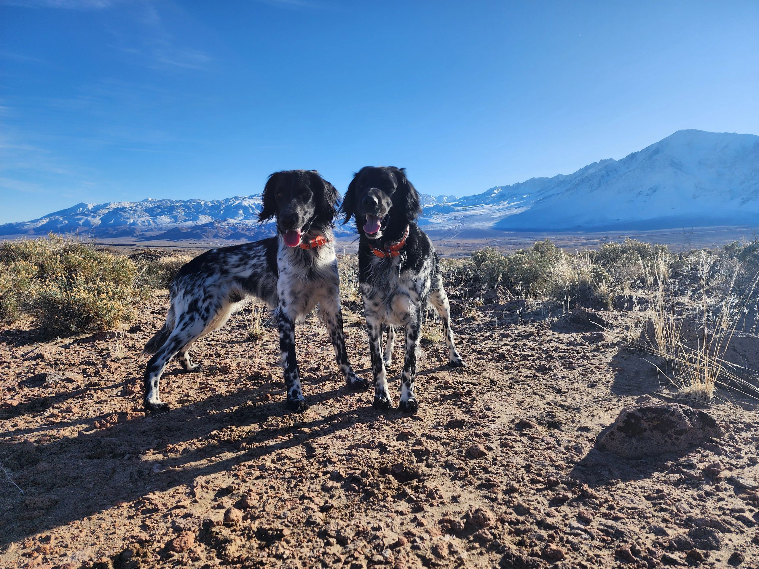 Fossil Creek Kennel - Large Munsterlander Puppies, Kennel, Large ...