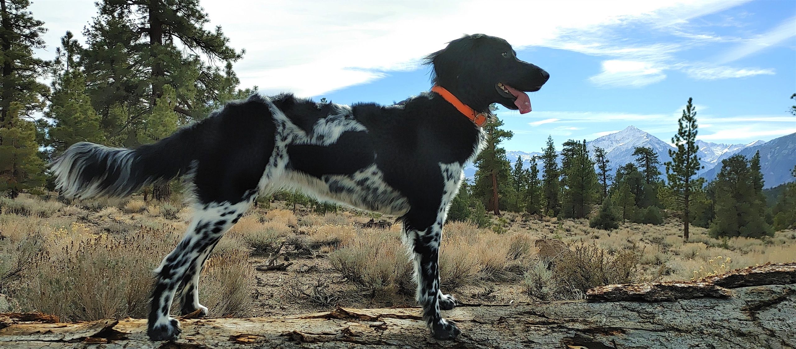 Fossil Creek Kennel - Large Munsterlander Puppies, Kennel, Large ...
