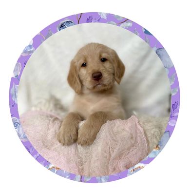 Labradoodle Puppies - Raising Doodles