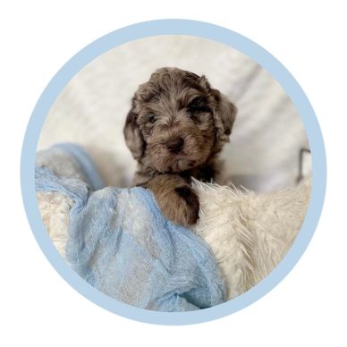 Home [raisingdoodlespup.com]