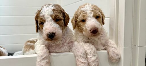 Labradoodle Puppies - Raising Doodles