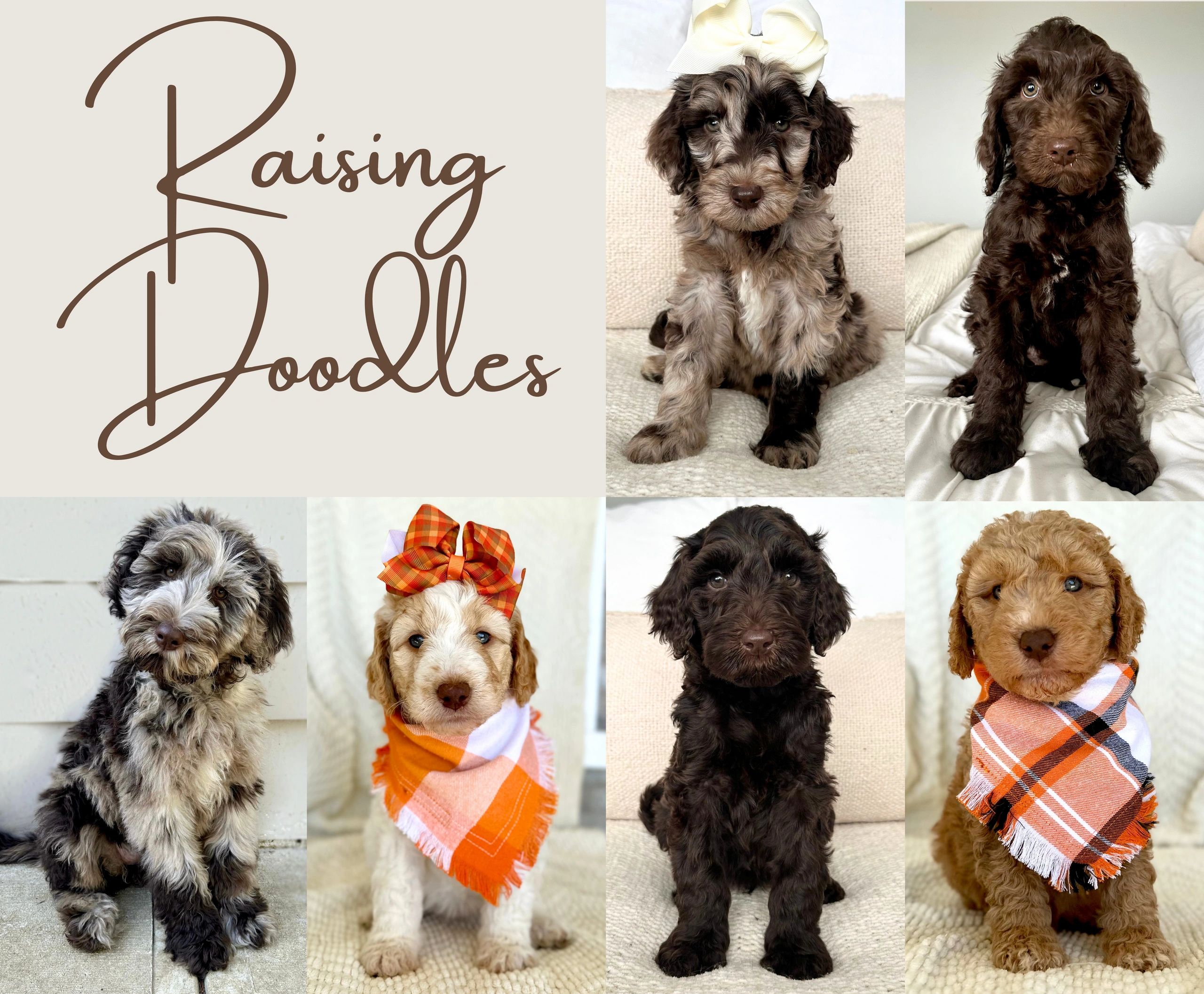 Available Labradoodle Puppies - Standard Labradoodle Breeder