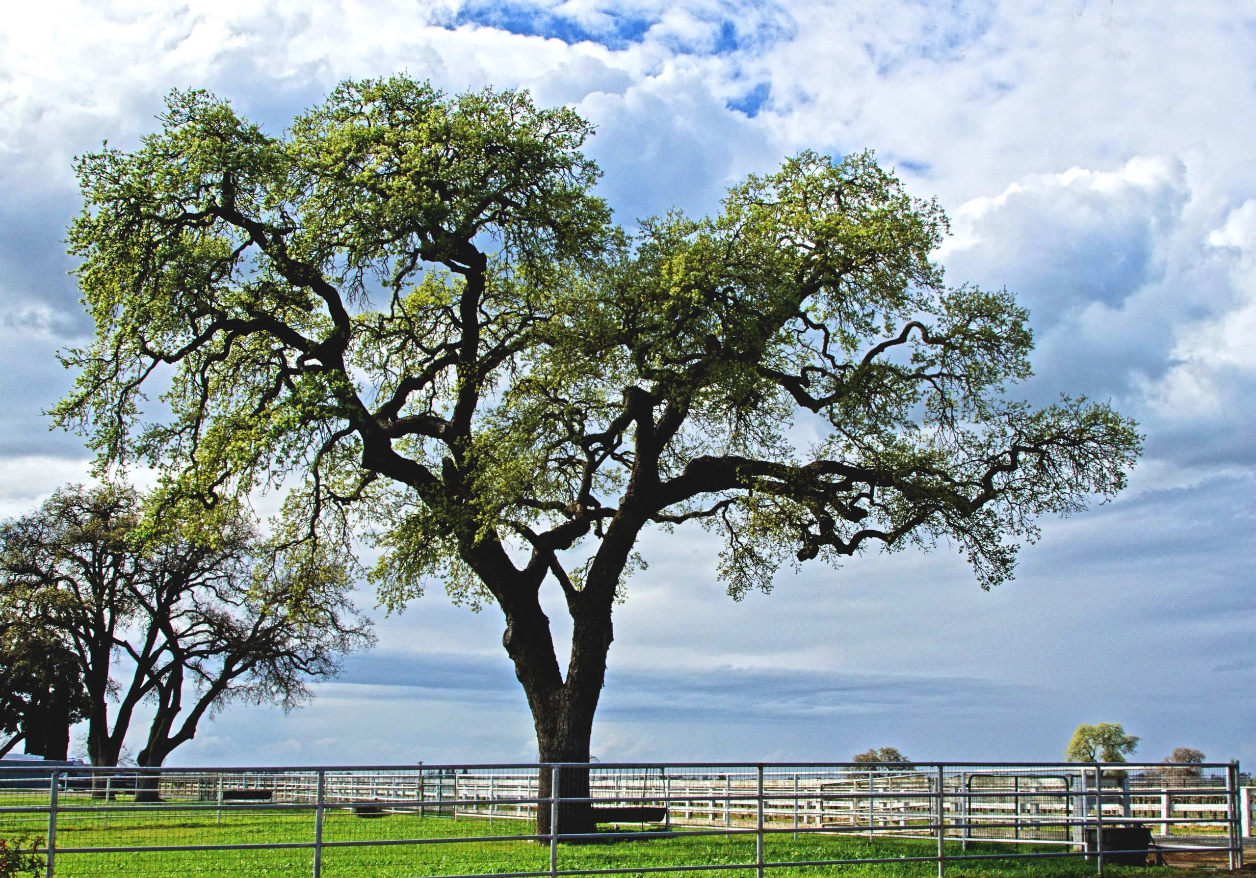 Becky Hanson Photography