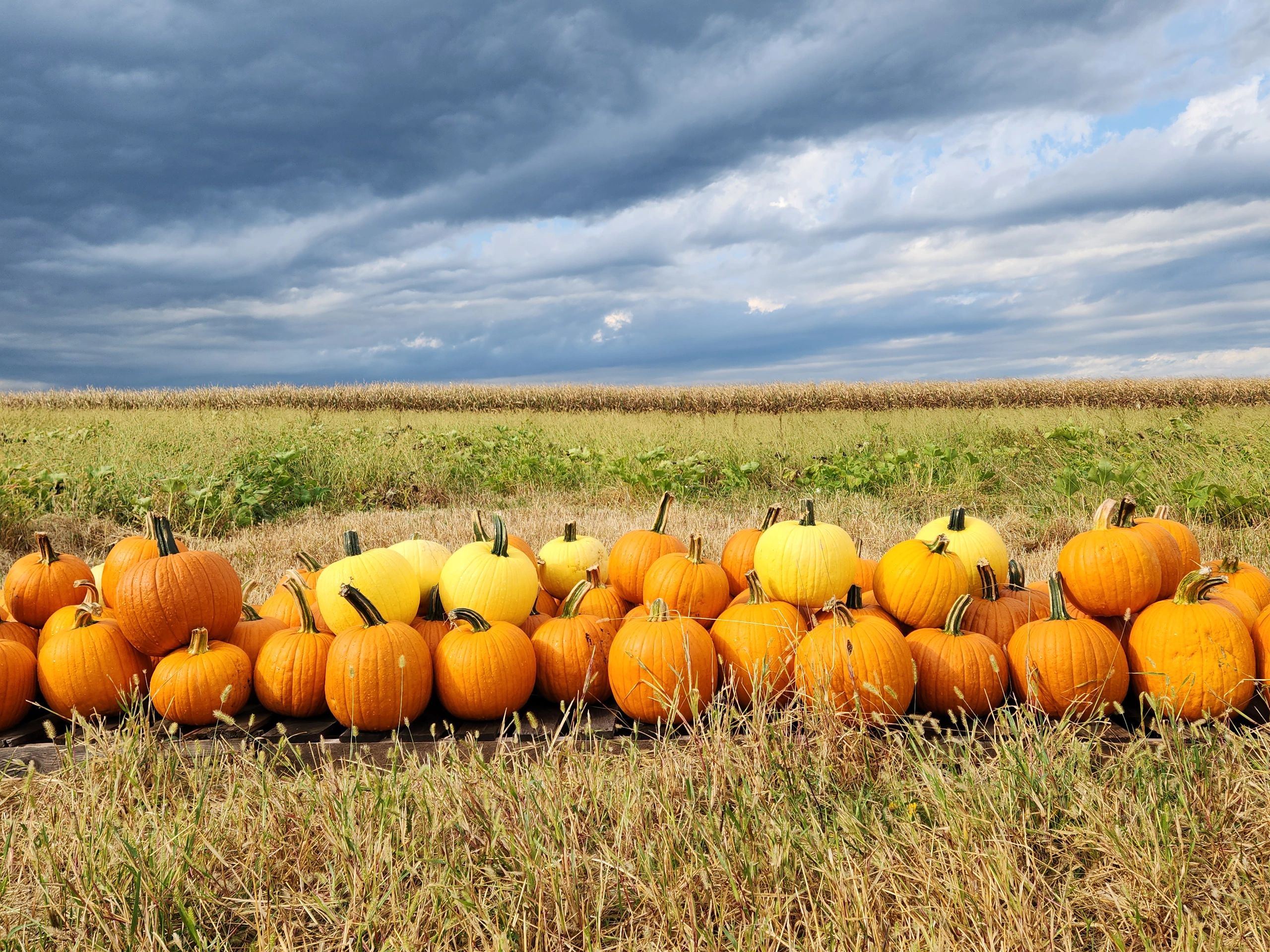 Experience Fun Hay Rides at Hanthorn Hills Pumpkin Patch
