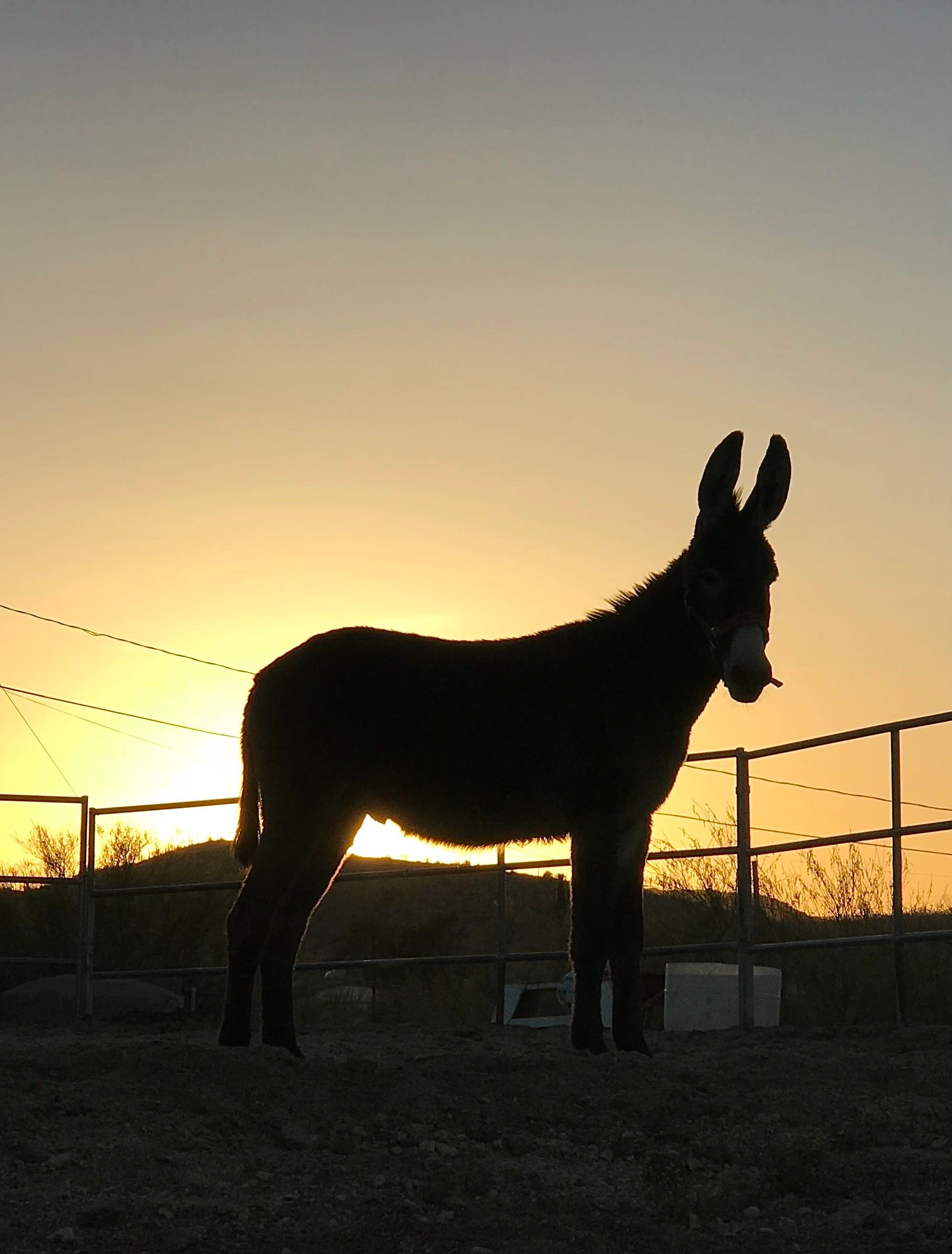 One Step Wild Burros and Mustang Rescue - Horse Donkey, Rescue