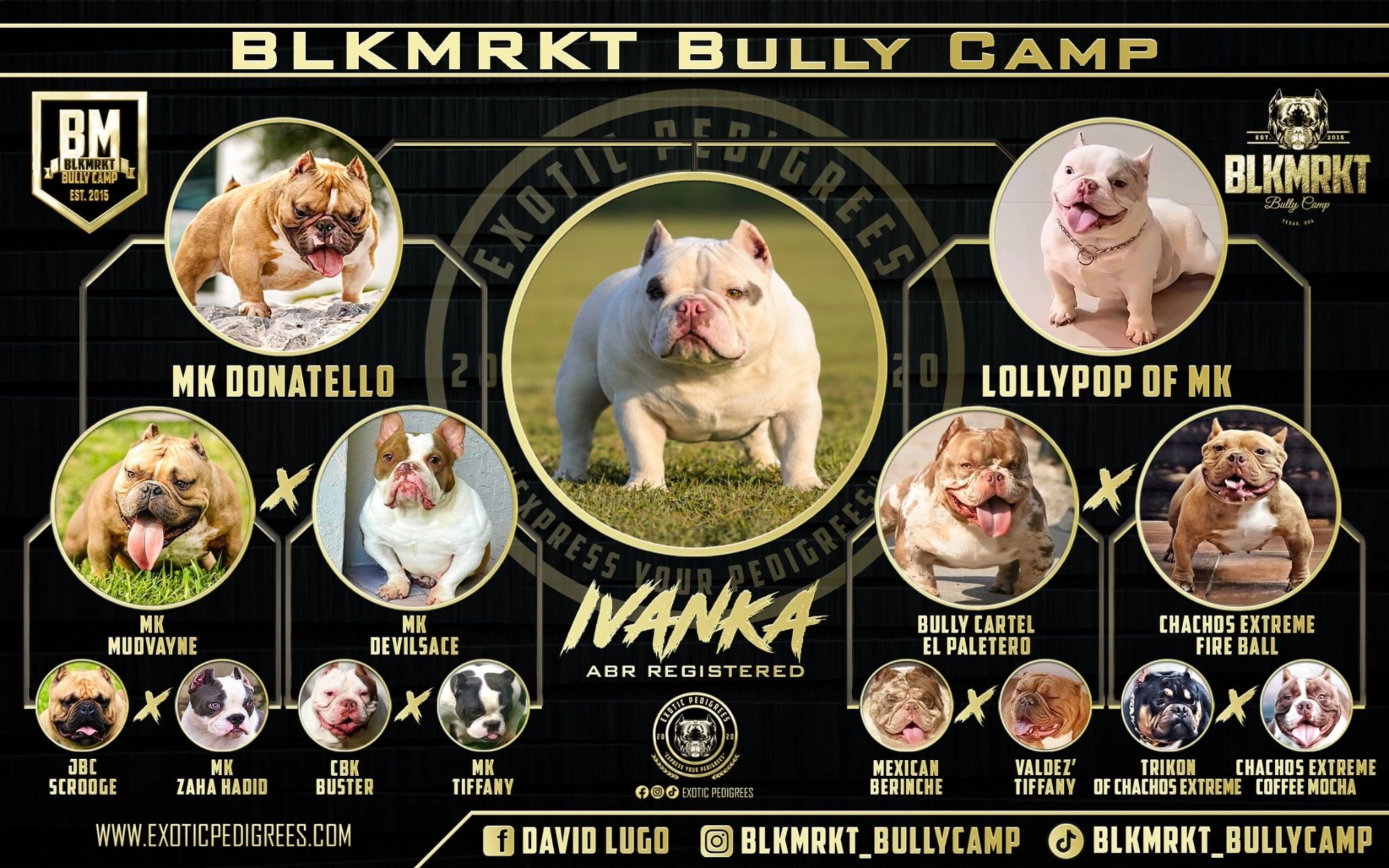 Exotic Pedigrees - Pedigree, Pedigrees, American Bully, Exotic Bully ...