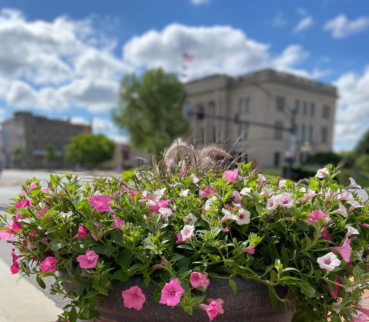 Flower Friend - Adopt-A-Pot - Whole