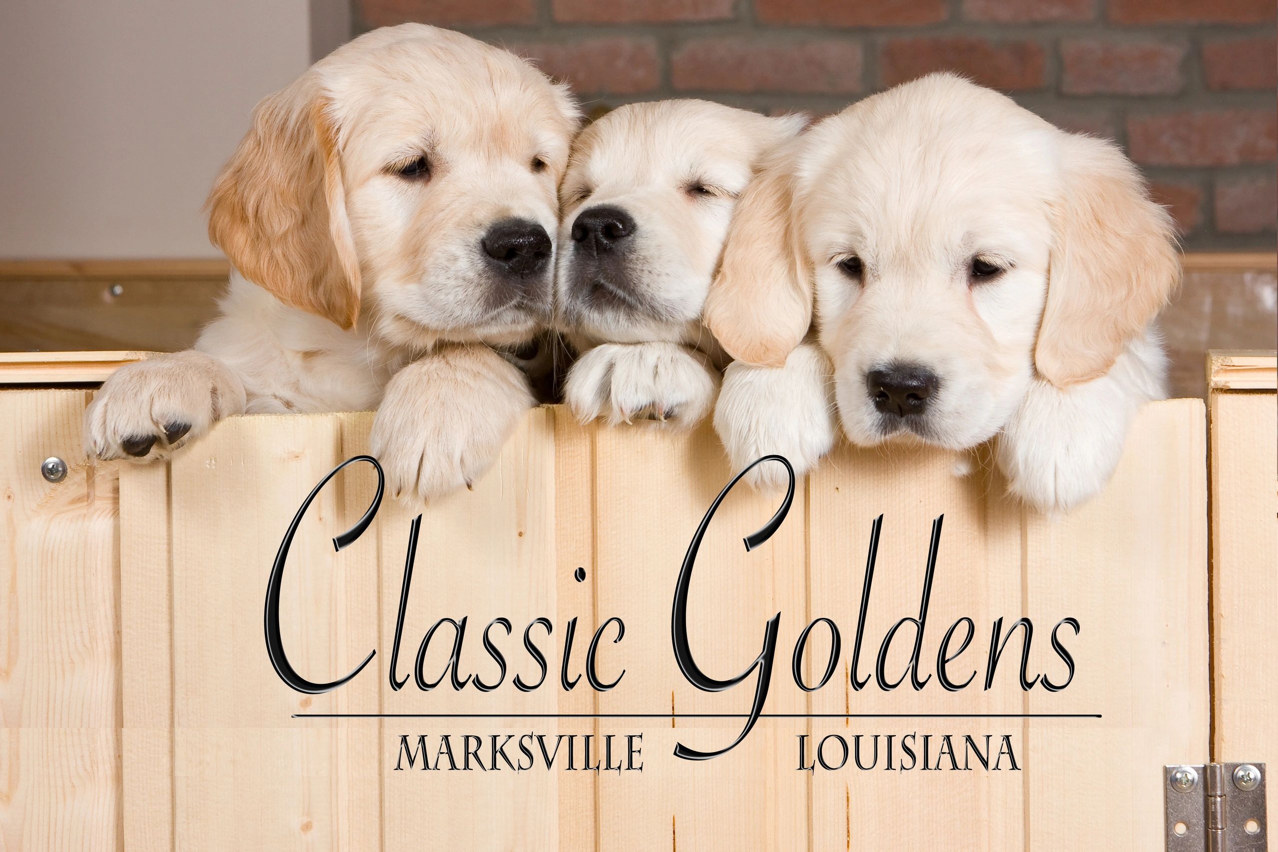 Classic Goldens Puppies