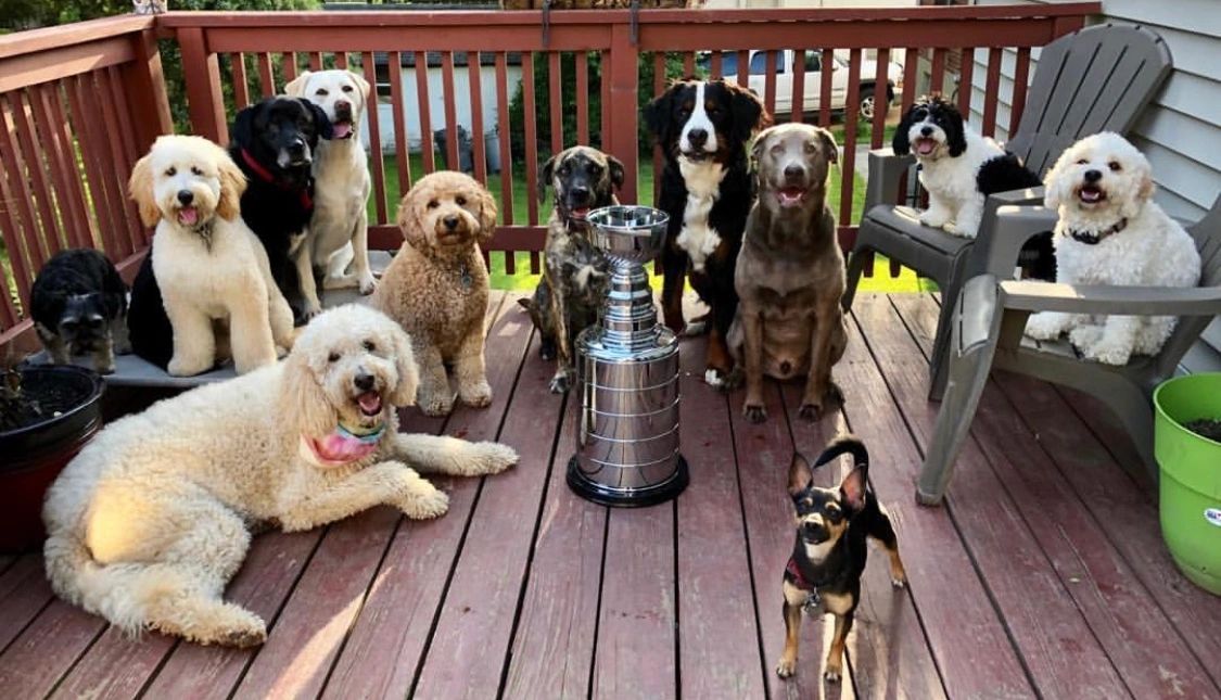 Canine Corner In Home Dog Boarding