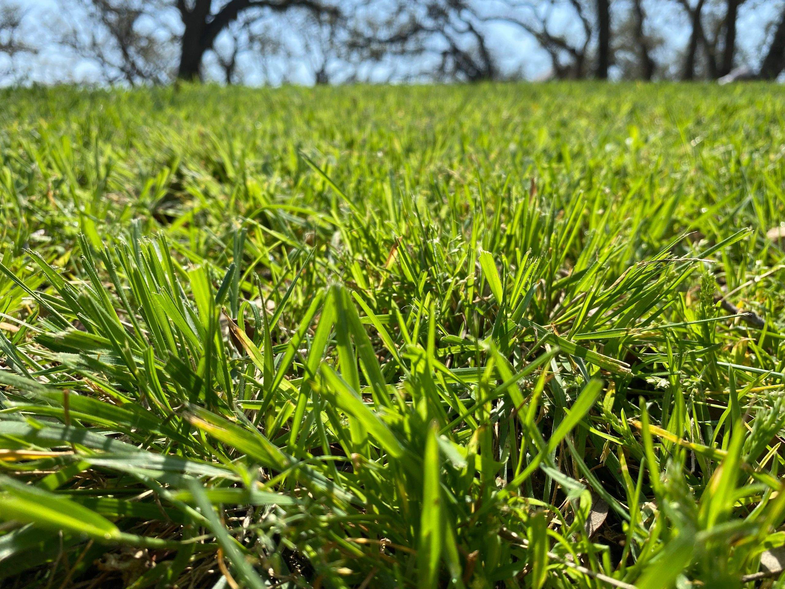 Hill Country Hydroseed