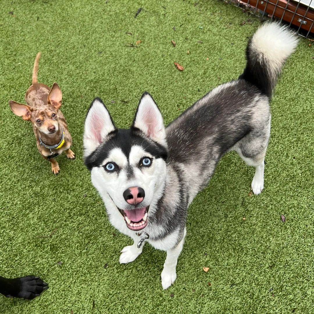 Welcome [whatfurunleashed.com]