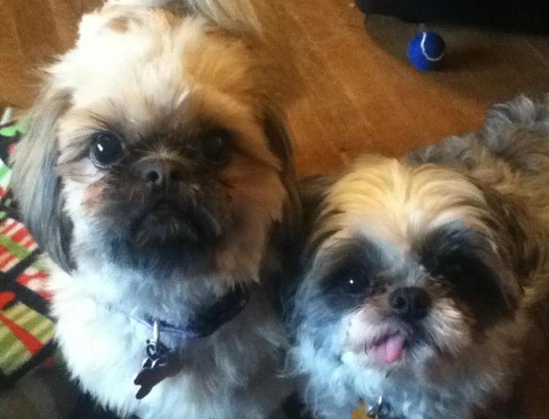 Pets & The Rapture: Animals In Heaven?