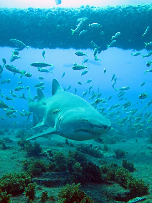 WETSU Scuba - MEG Tooth, Scuba, Scuba Diving, Meg Tooth Hunting