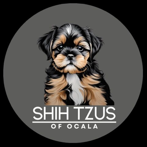Shih-tzus of Ocala