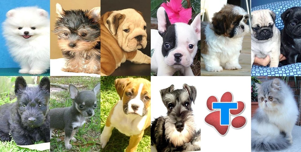 Venta De Cachorros - TopDog | TopDog