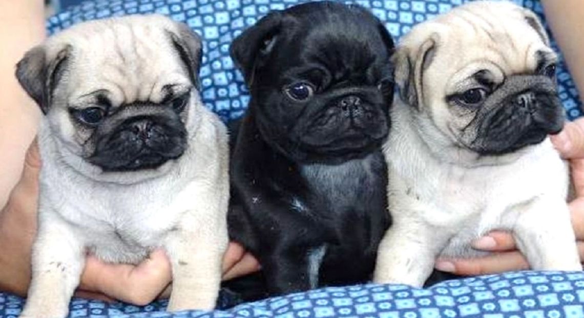 Venta De Cachorros Pug - TopDog | TopDog