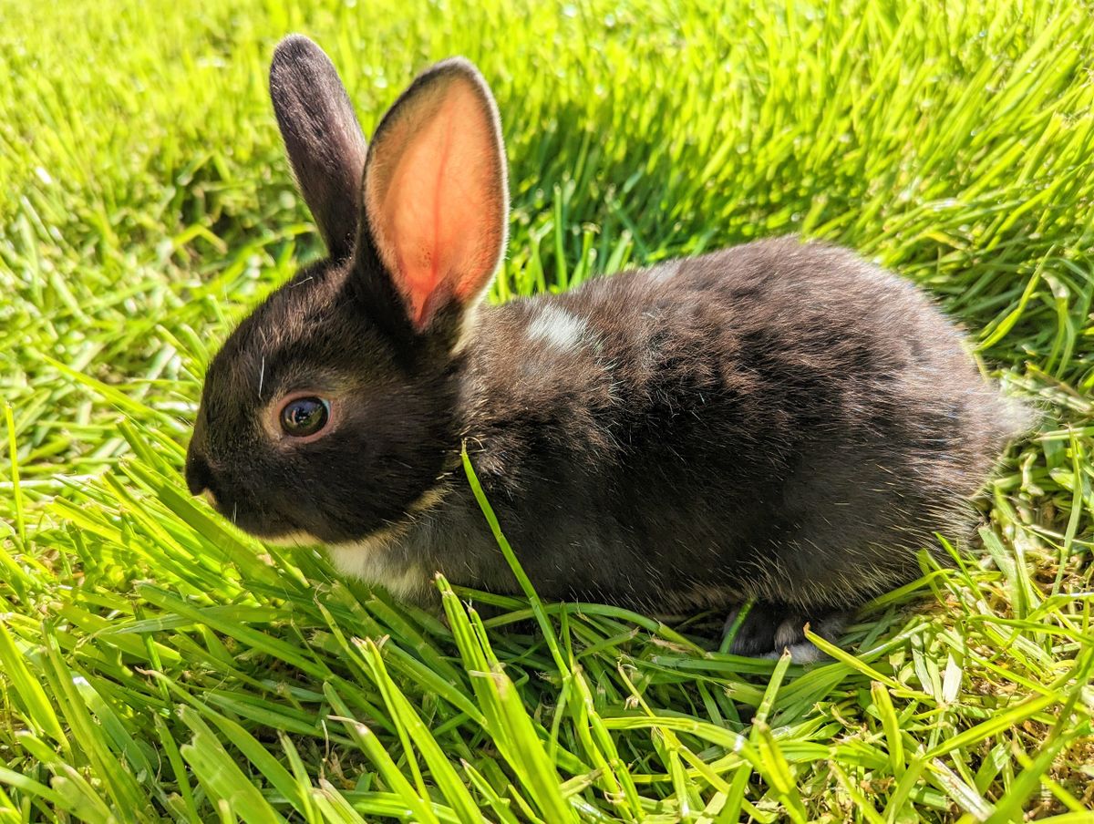 Baby Mini Rex Rabbits